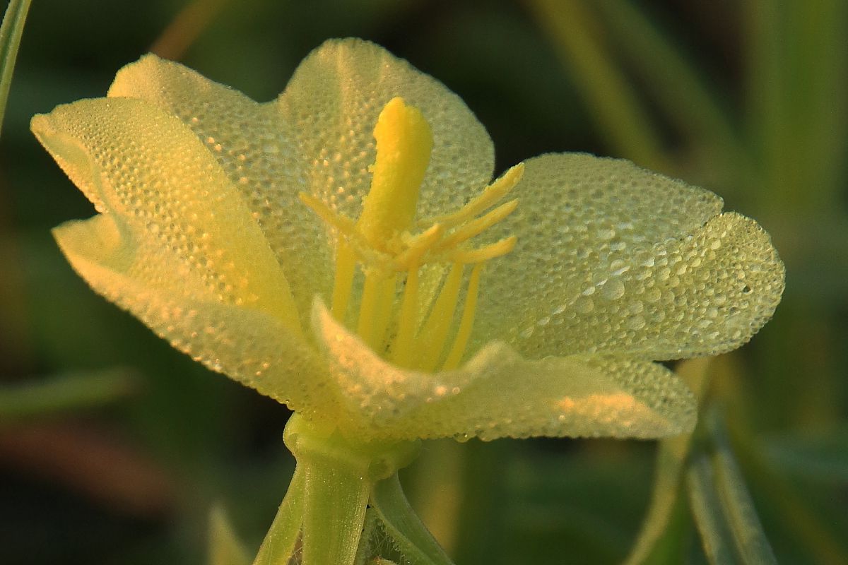 morning dew | GANREF