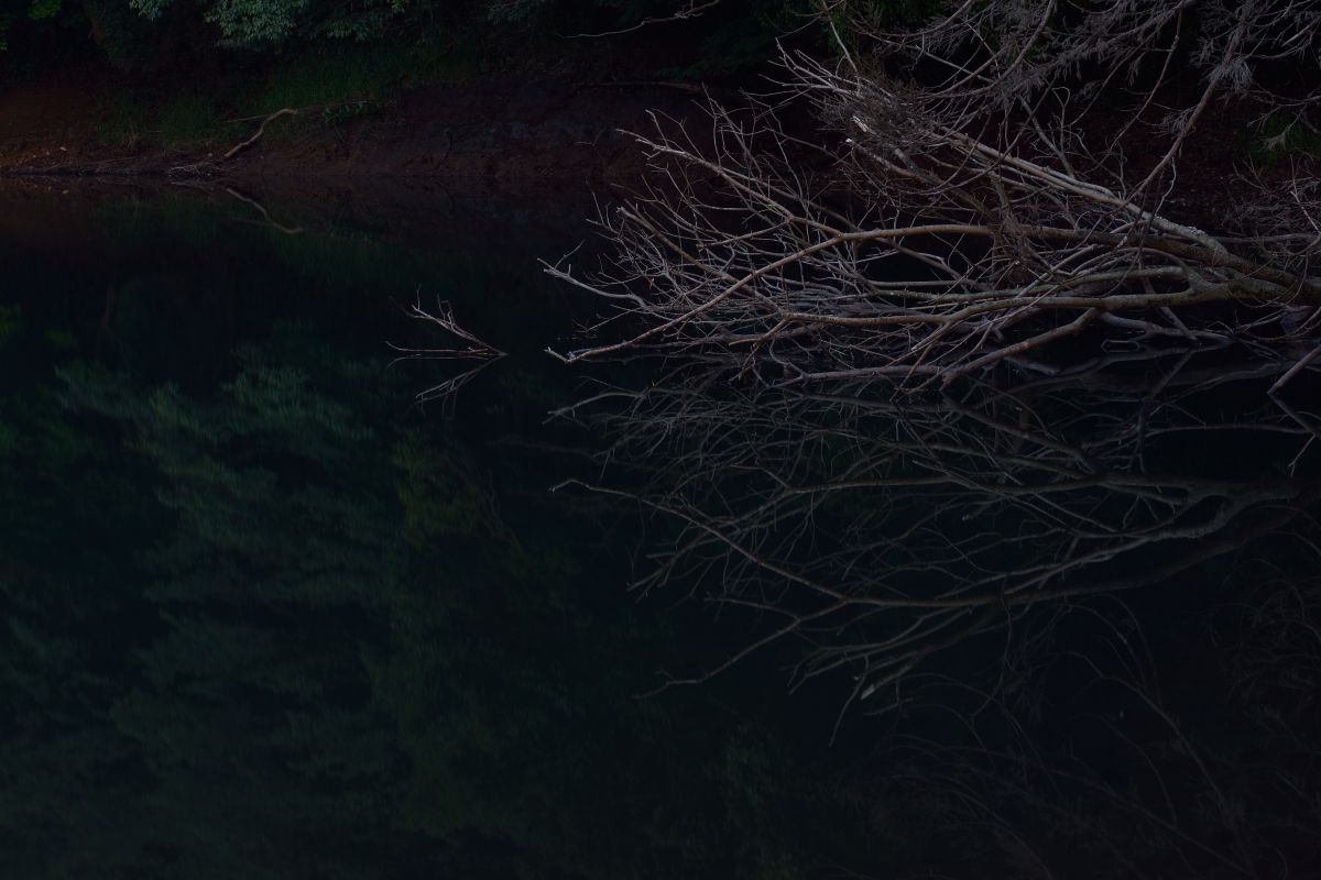 fallen tree | GANREF