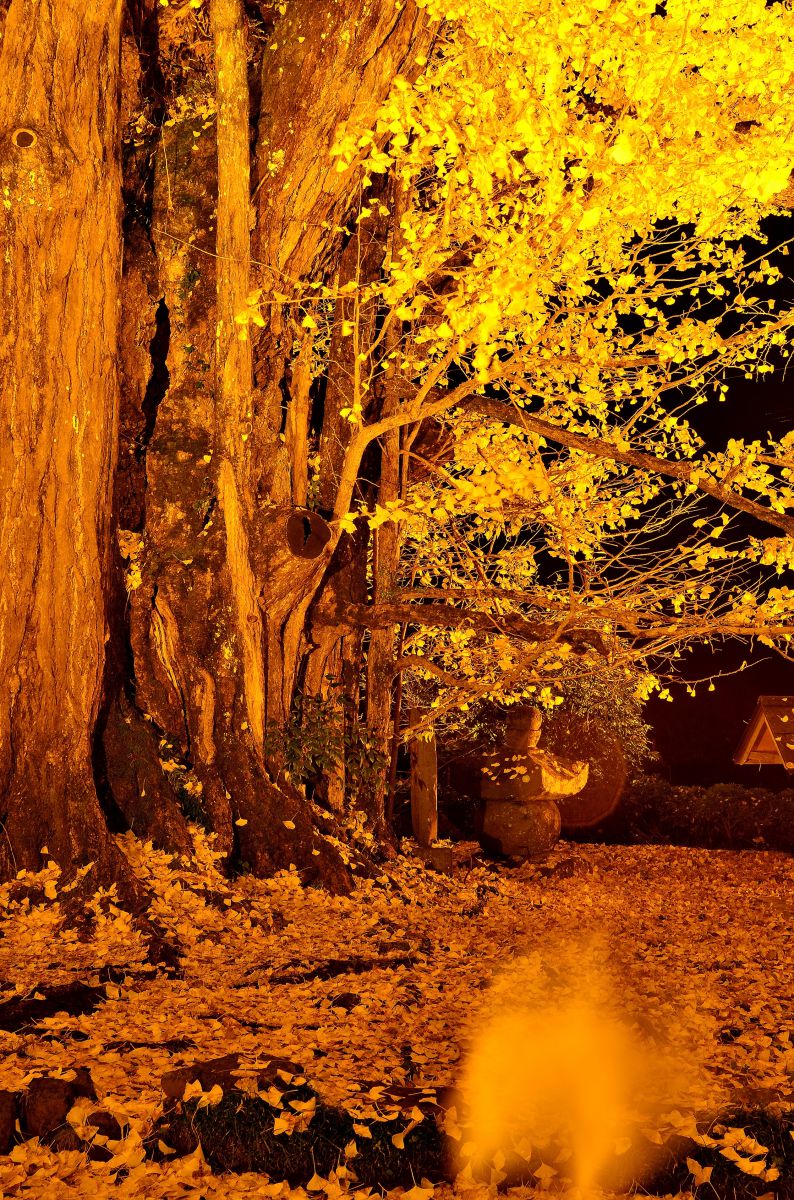 golden symphony no6 | GANREF