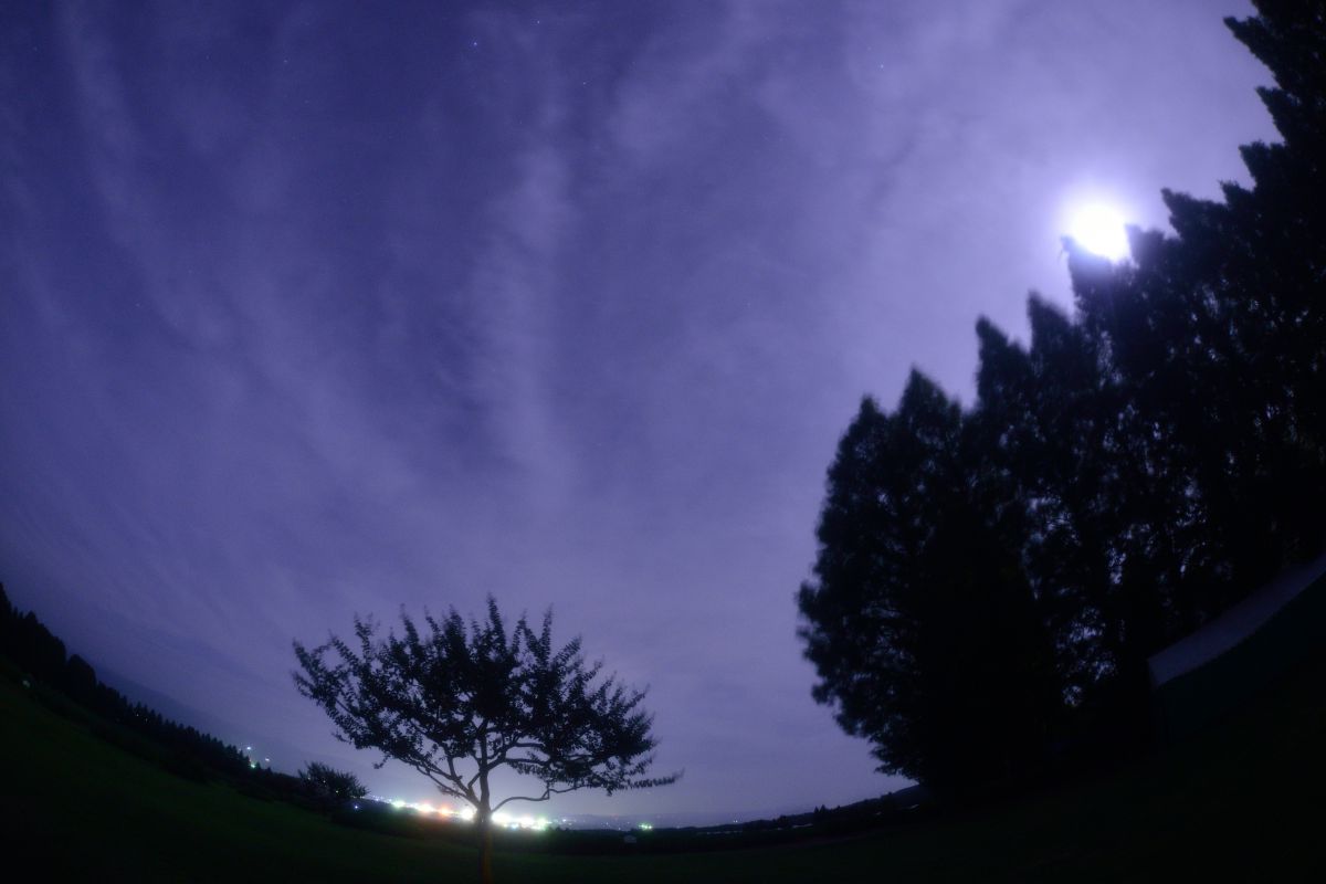 Luna＆Tree | GANREF