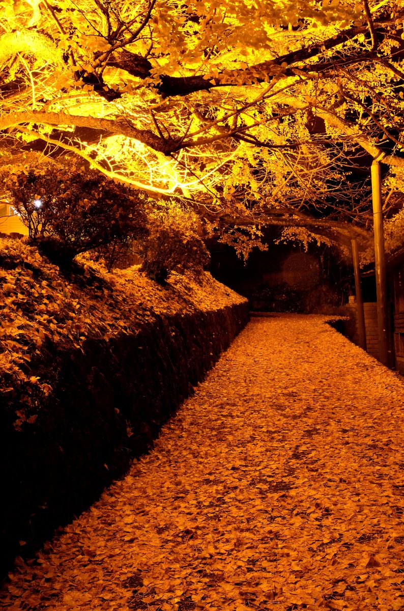 golden symphony NO1 | GANREF