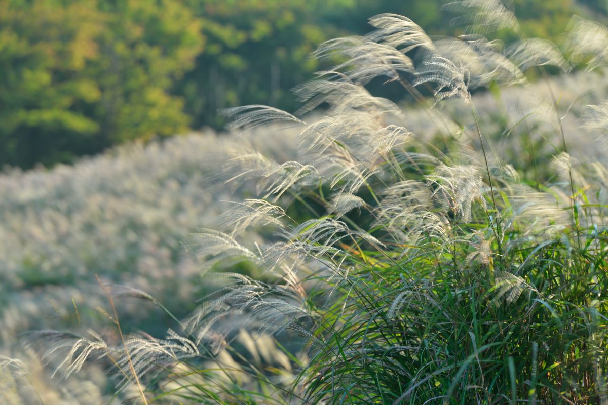 Aautumn wind | GANREF