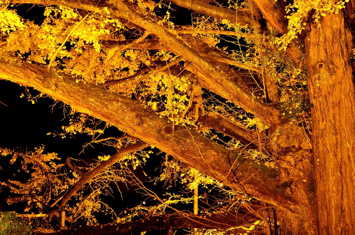 golden symphony no5 | GANREF