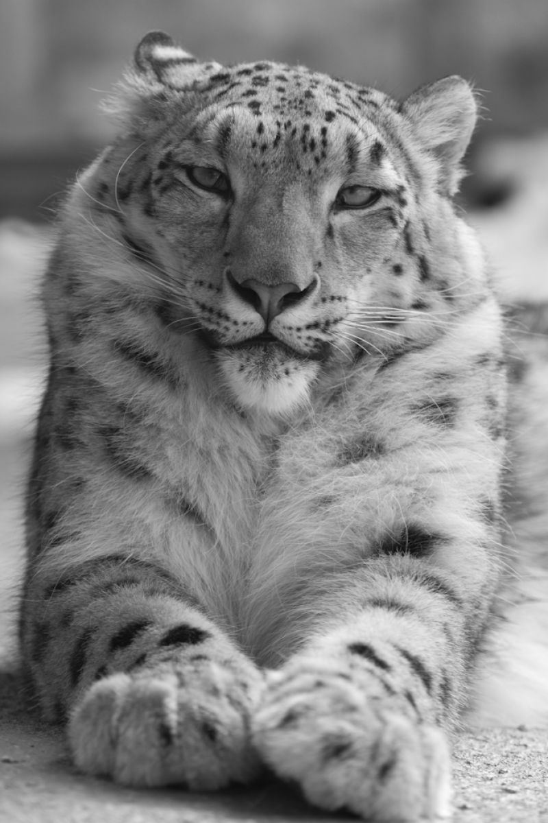 snow leopard | GANREF