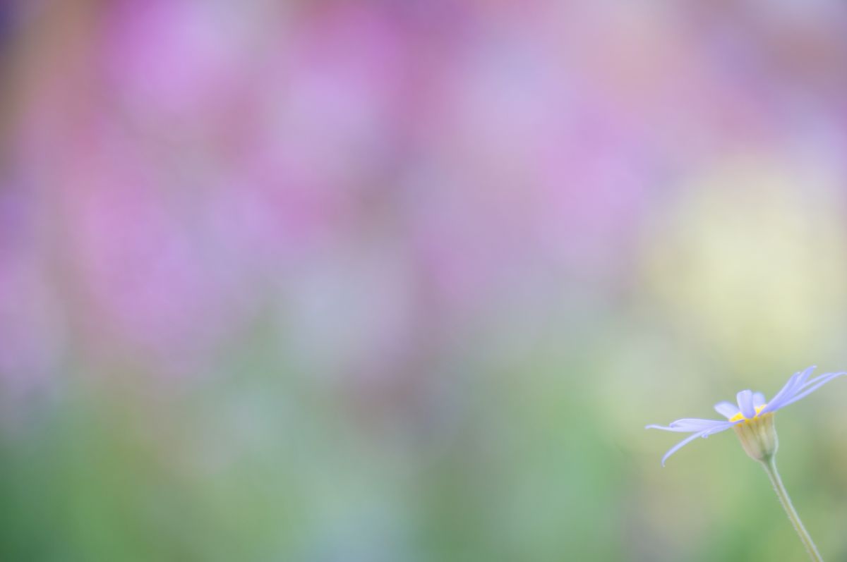 Spring is it fun | GANREF