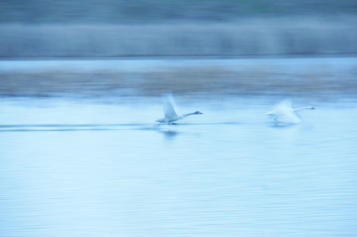 Fly！Fly！！ | GANREF