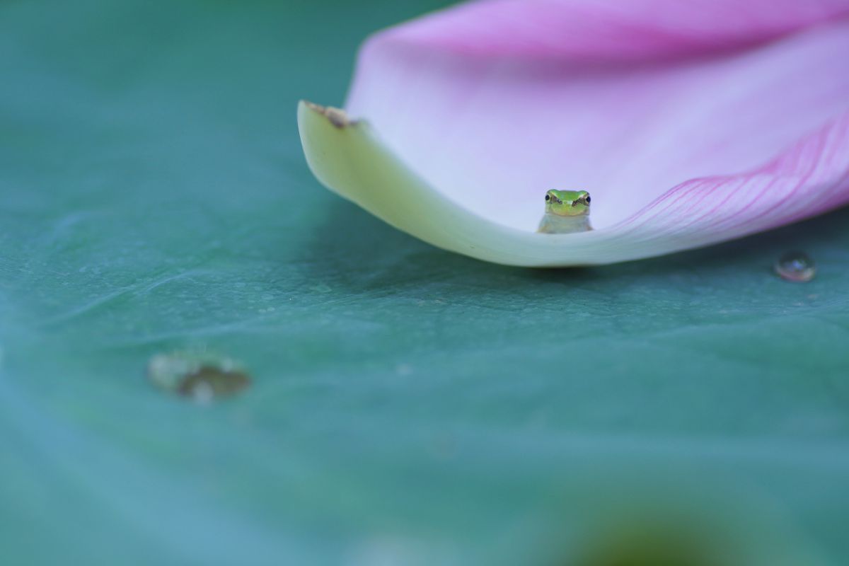 in my house | GANREF