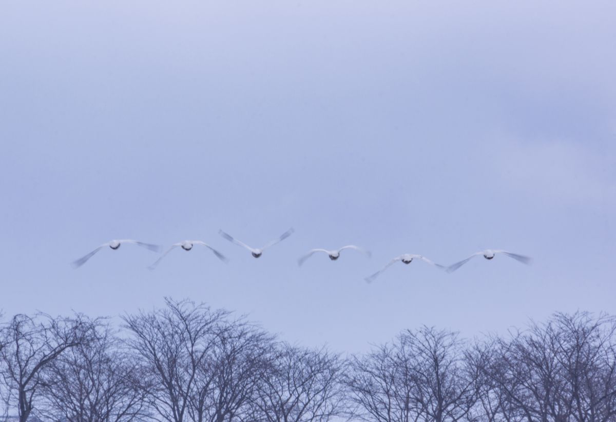 Let's fly together | GANREF