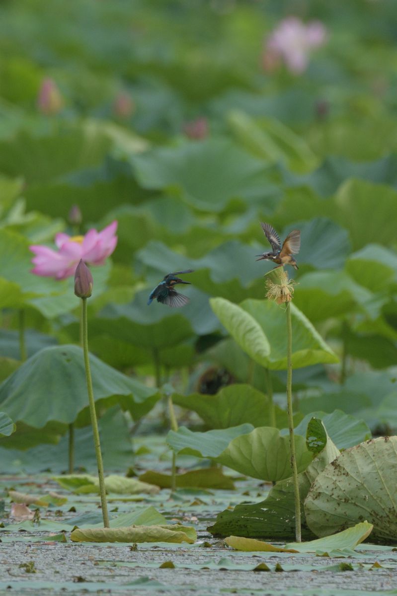 蓮カワセミA | GANREF