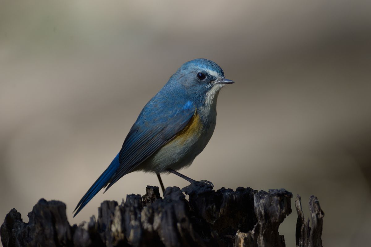 ルリテストX2ﾃﾚｺﾝ | GANREF