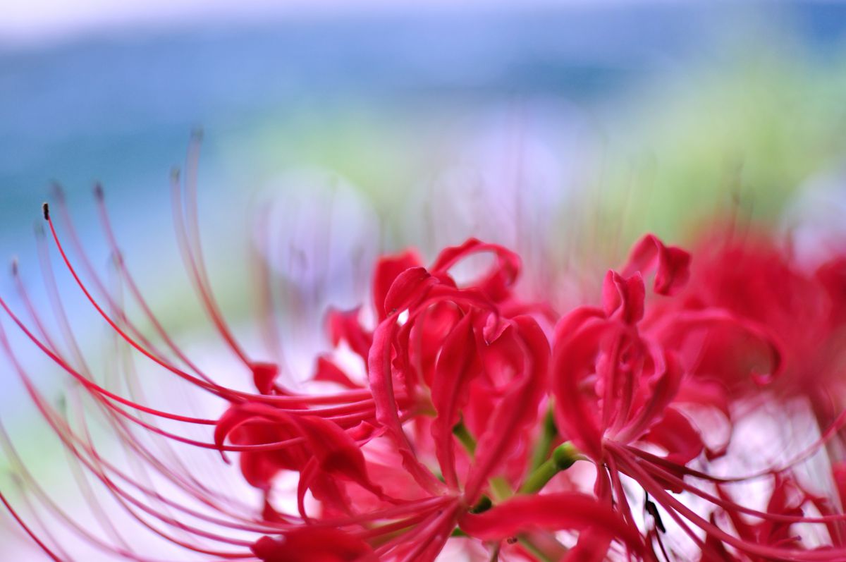 THE HIGANBANA | GANREF