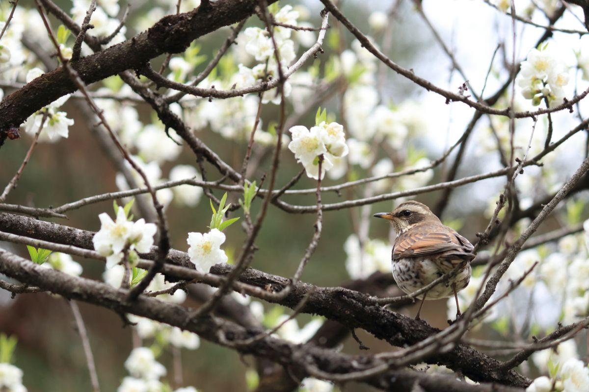 見返り美人 | GANREF