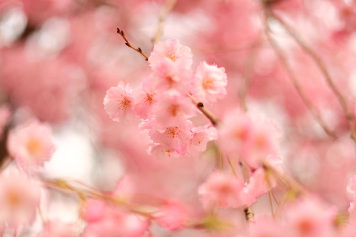 cherry blossom | GANREF