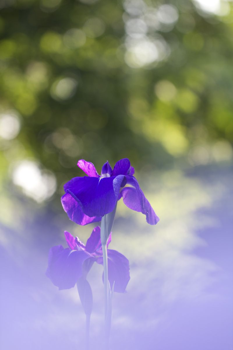 紫の君に恋して | GANREF