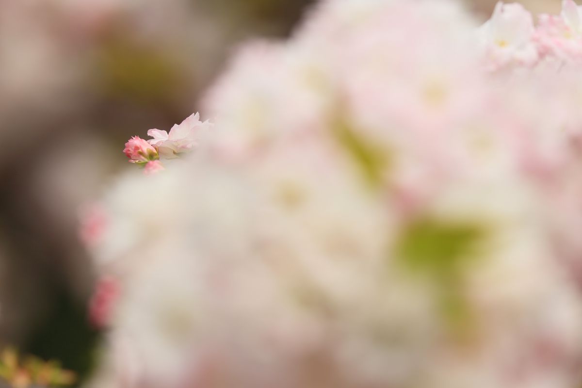 恥じらい Hide-and-seek | GANREF