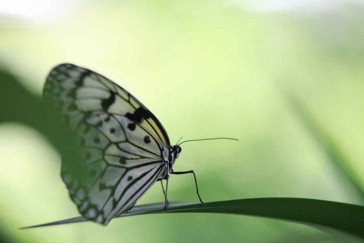 Next Target | GANREF