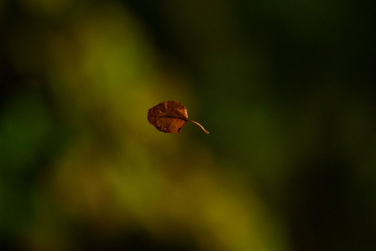 One piece of dead leaf | GANREF