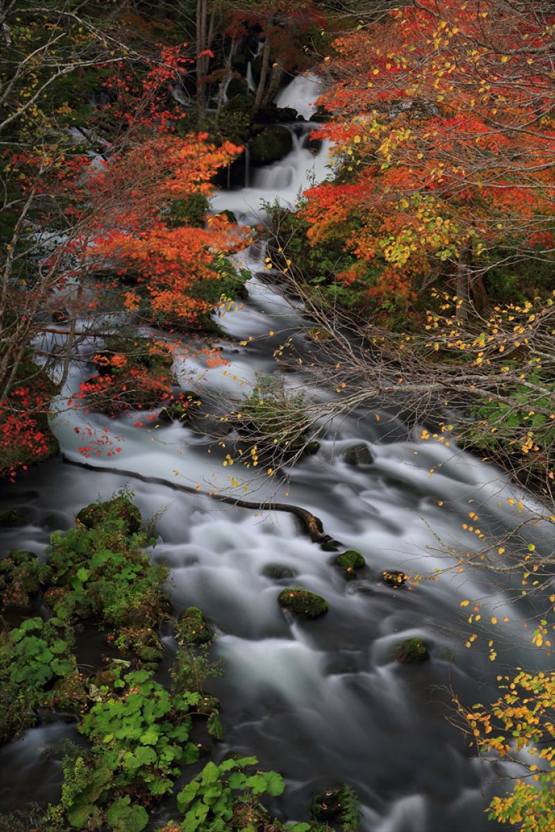 Japanese Fall | GANREF