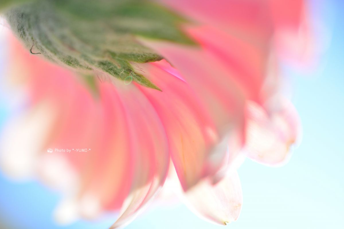 おひさまと私 | GANREF