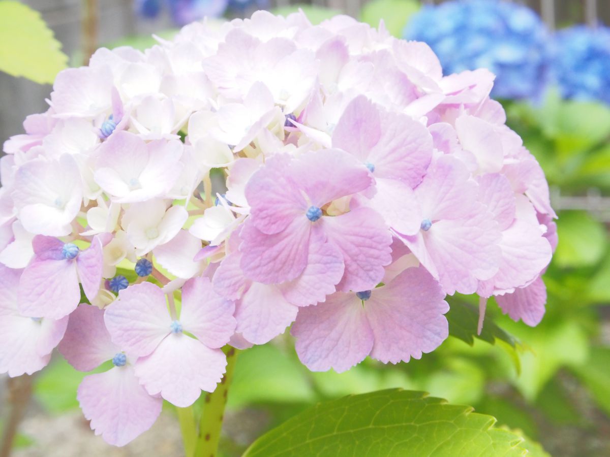 hydrangeas | GANREF