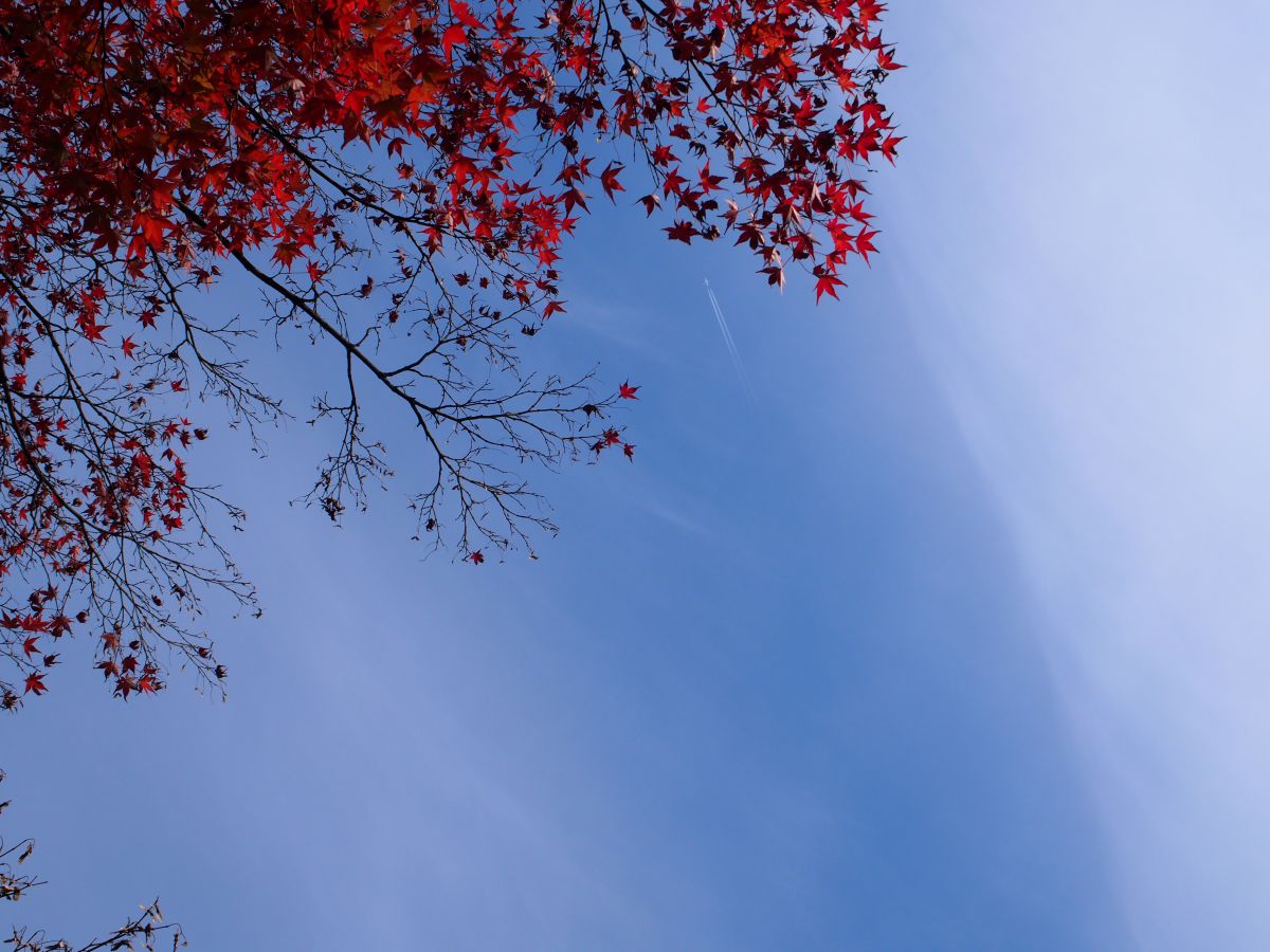 初冬の空 | GANREF