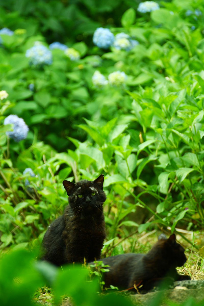 野良猫の初夏 | GANREF