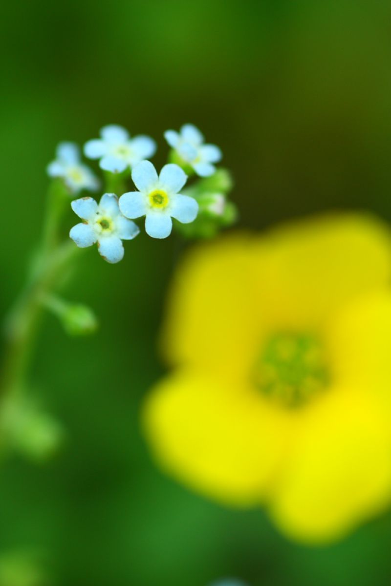 小さき君に憧れて | GANREF