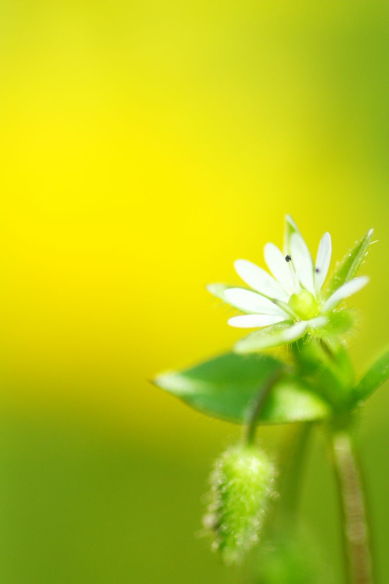 *pretty girl* | GANREF