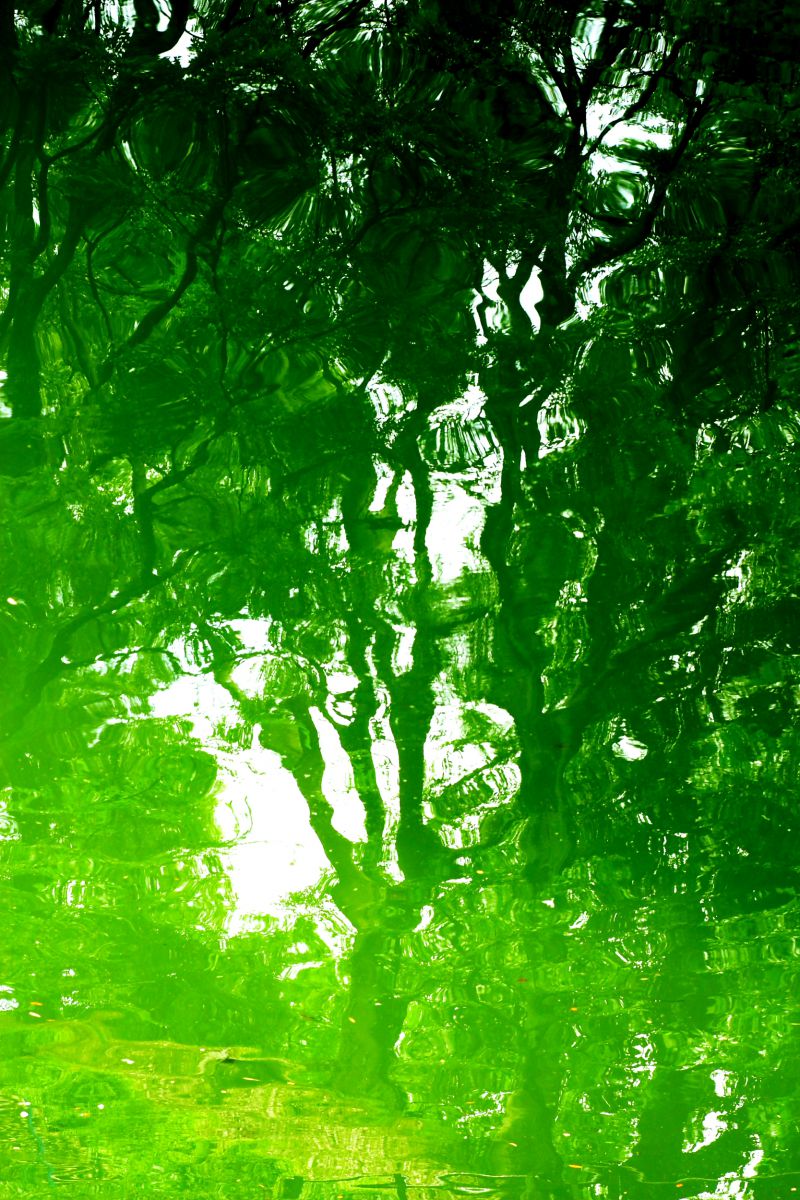 *Natural Green Gradation* | GANREF