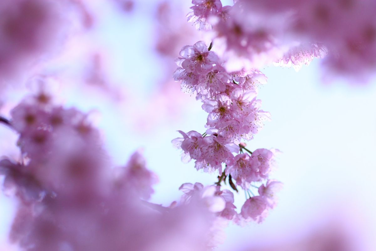 Spring beauty | GANREF