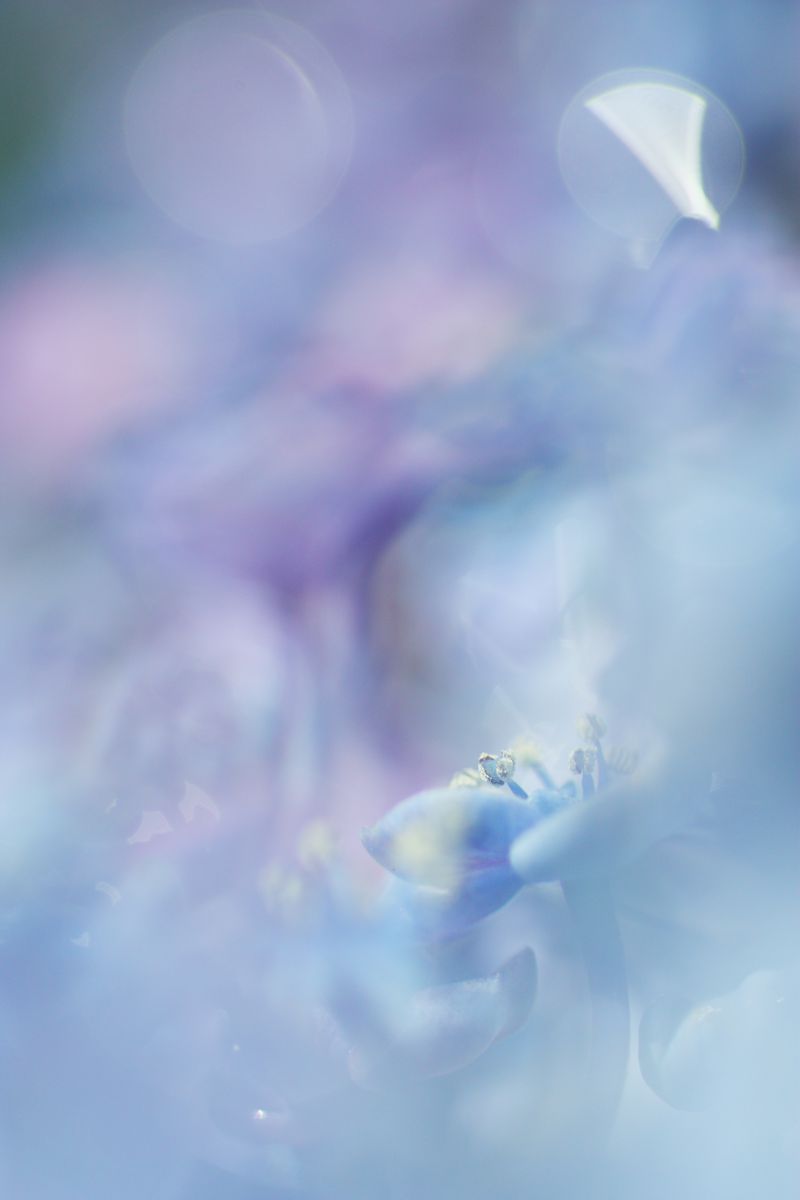 Sweet dream | GANREF