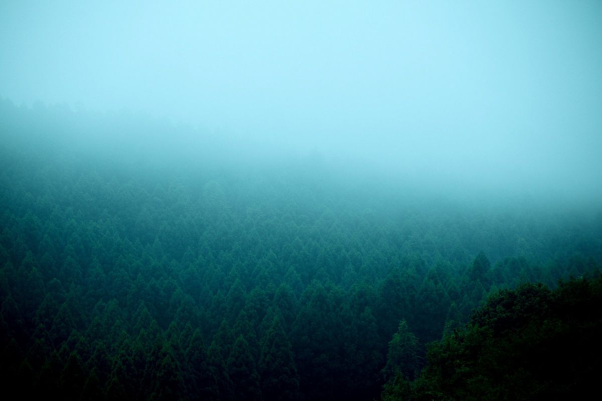 morning mist | GANREF