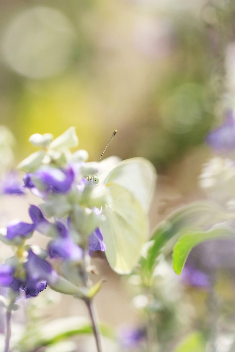 かくれんぼ.JPG | GANREF