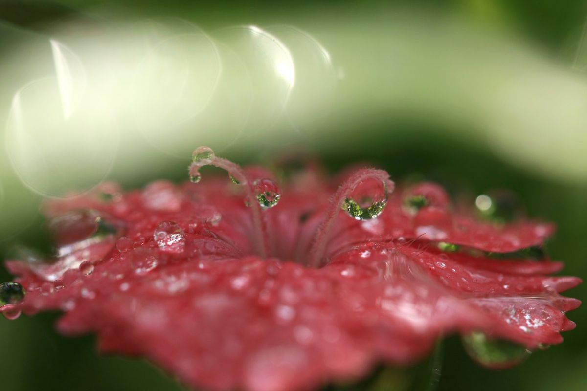 green veil.JPG | GANREF