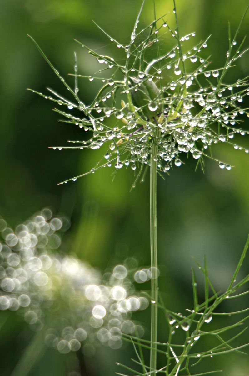 水滴に飾られて | GANREF