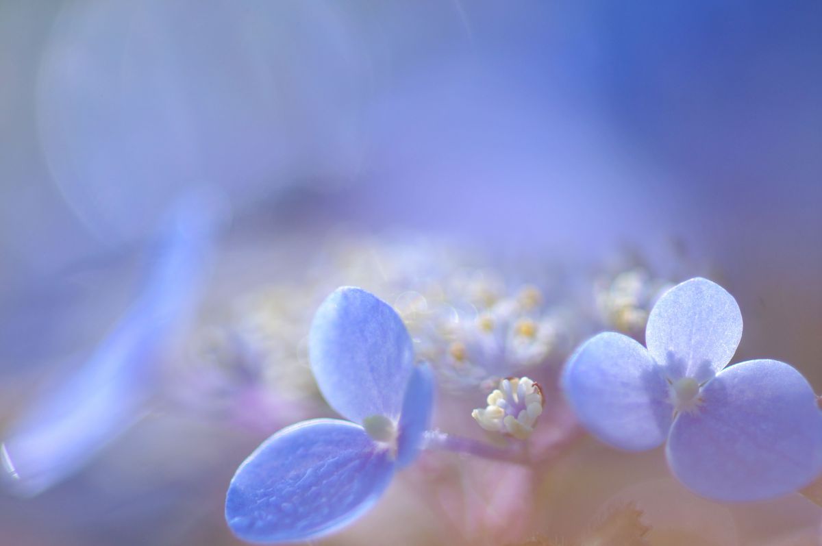 アジサイ ～ バックライト | GANREF