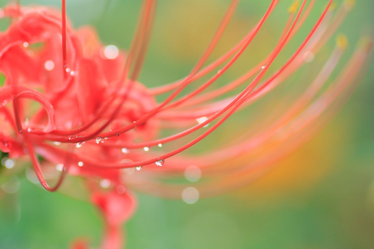 さわやか彼岸花♪ | GANREF