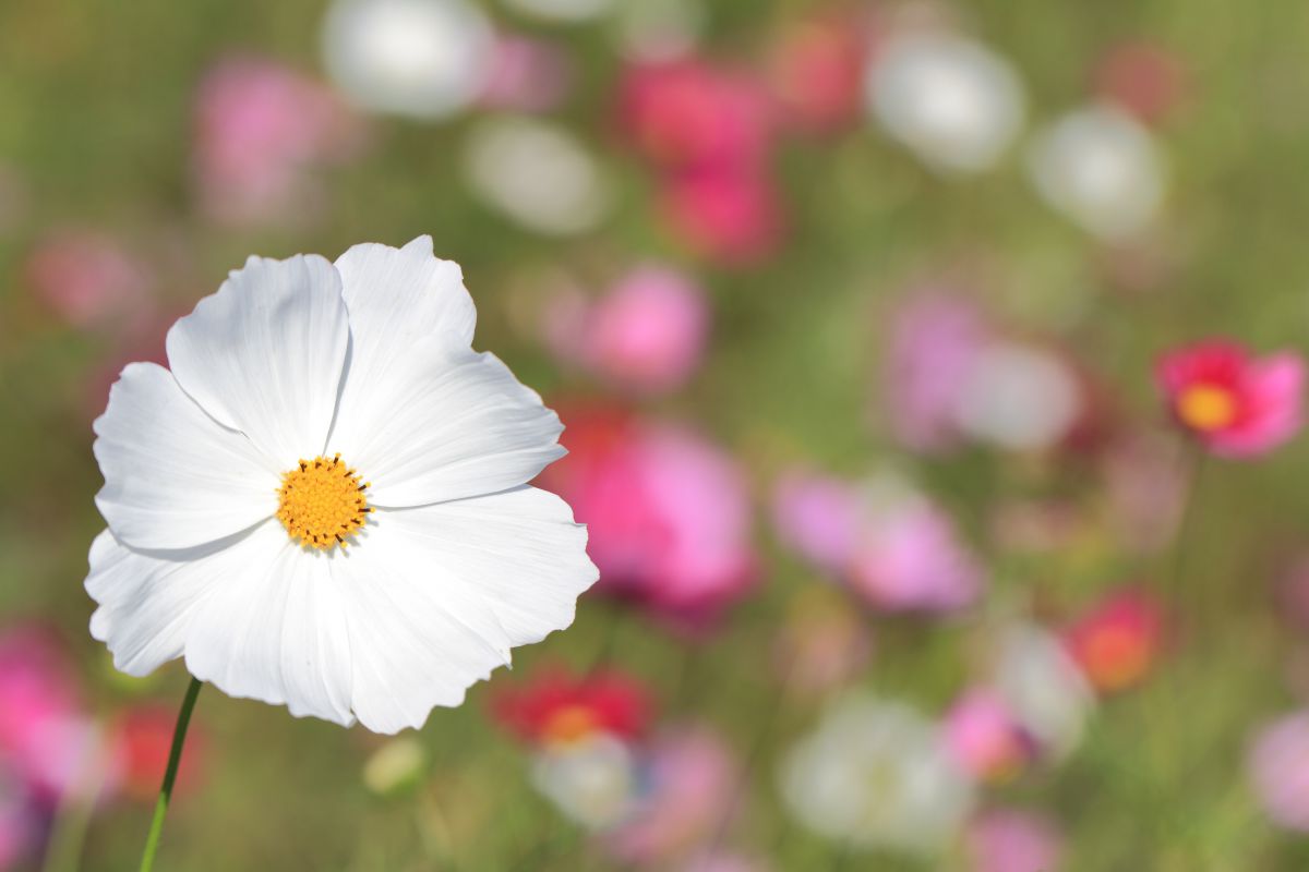 どうしても。 | GANREF