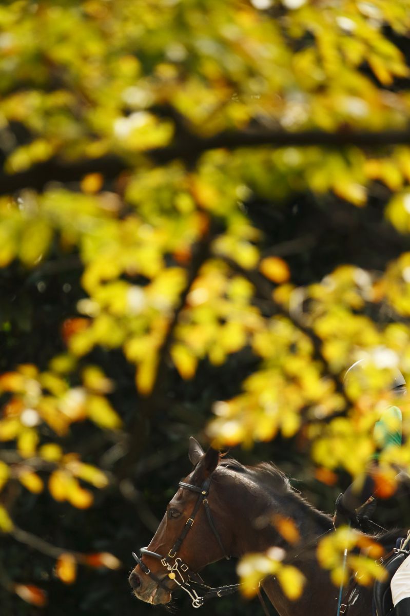 equestrian show | GANREF