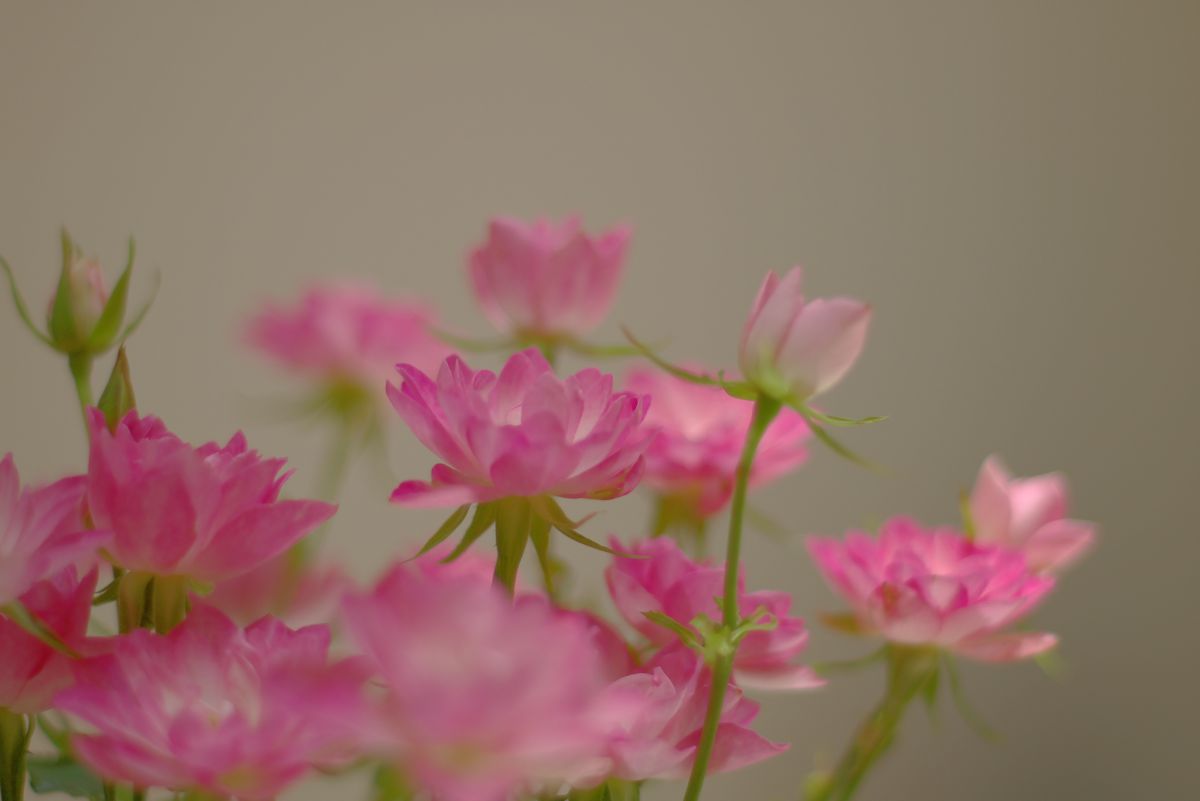 Thin cherry pink.jpg | GANREF