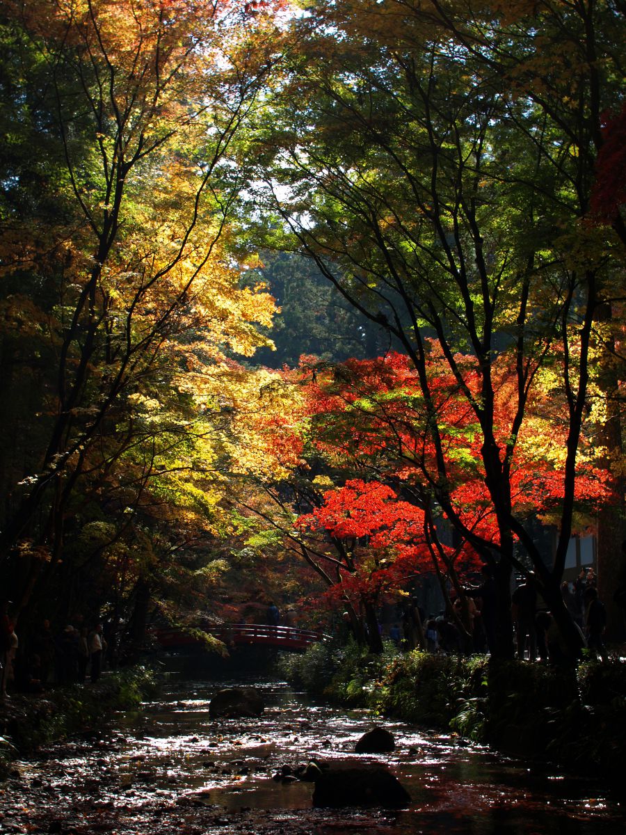 小国神社の紅葉 | GANREF