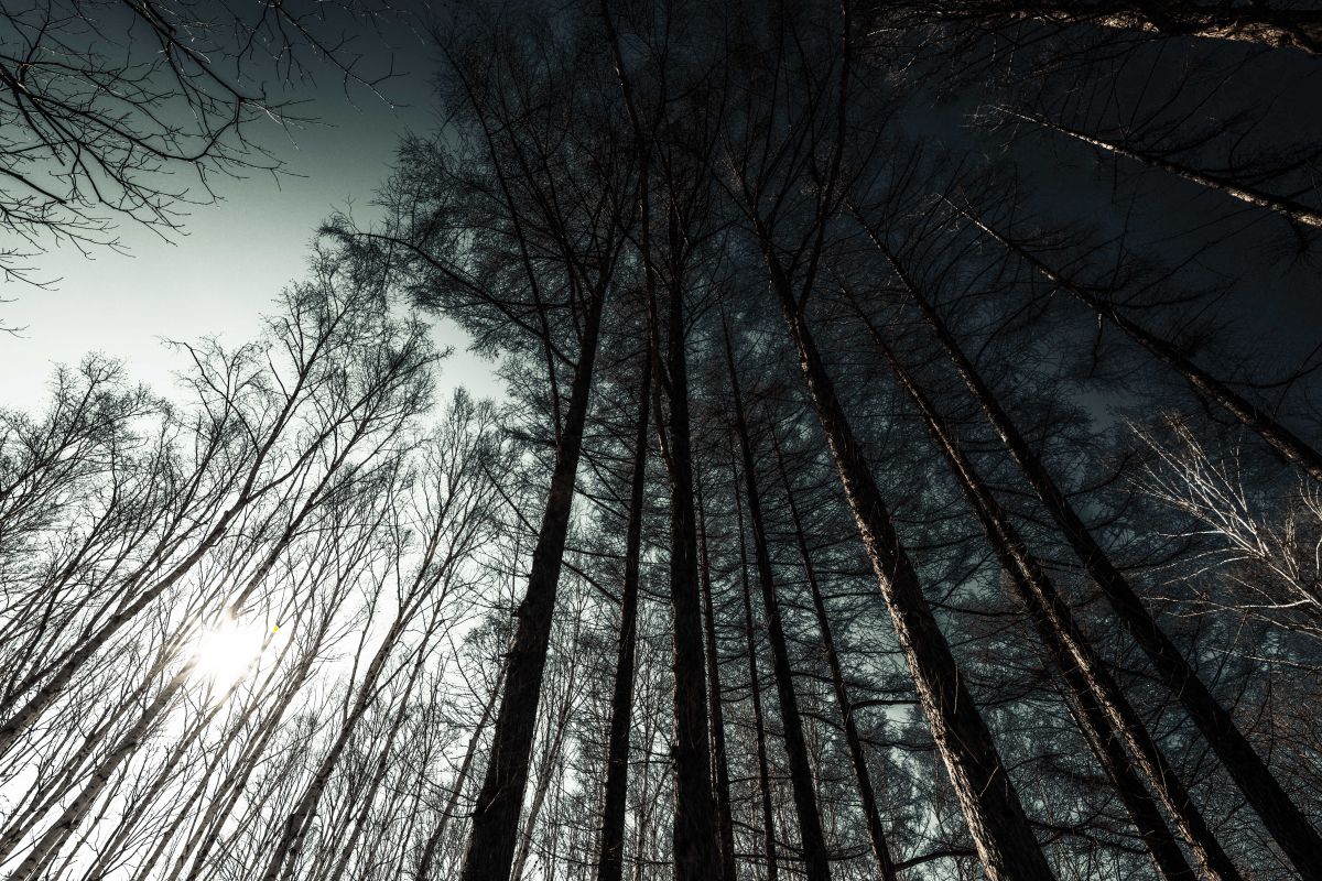 Woods in Sapporo city of March | GANREF