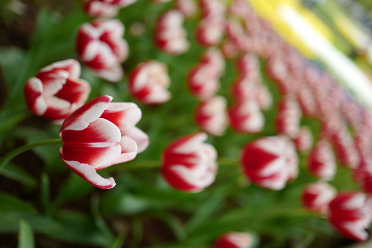 Rhythm of tulips | GANREF