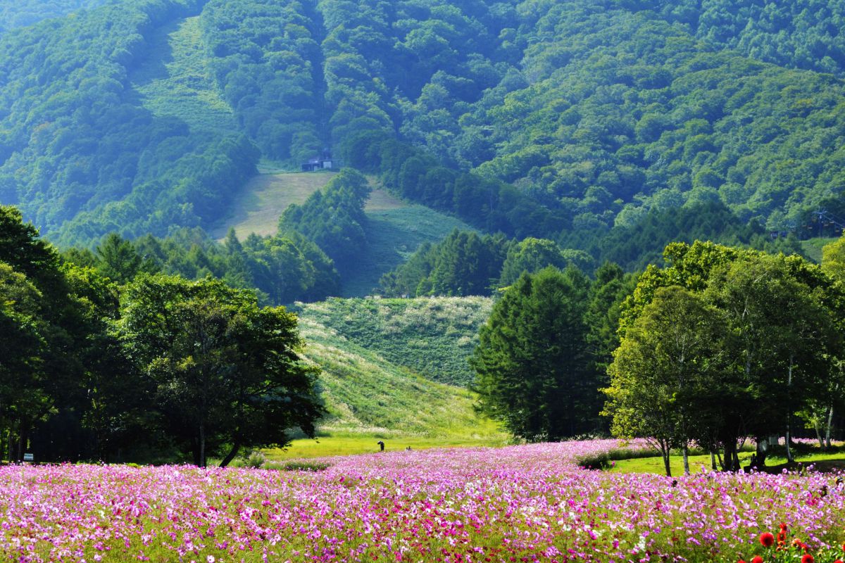 コスモス道 | GANREF