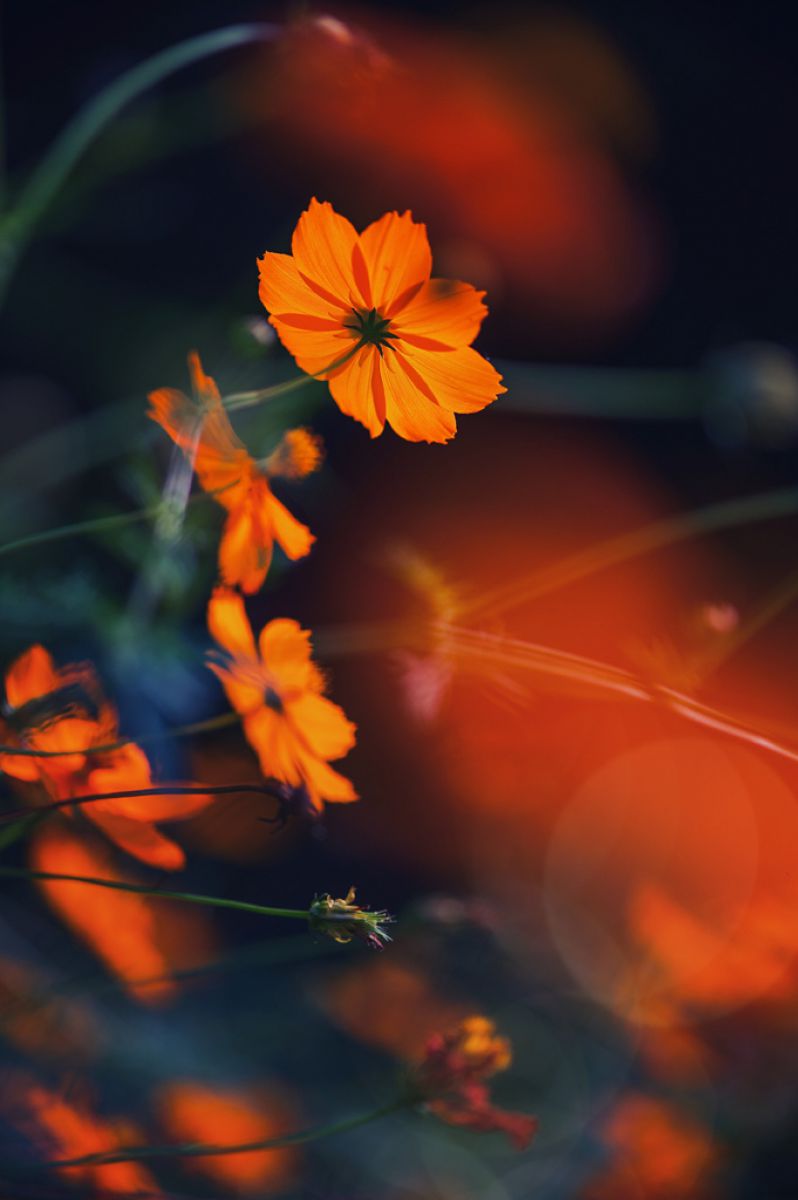 Charming Orange | GANREF