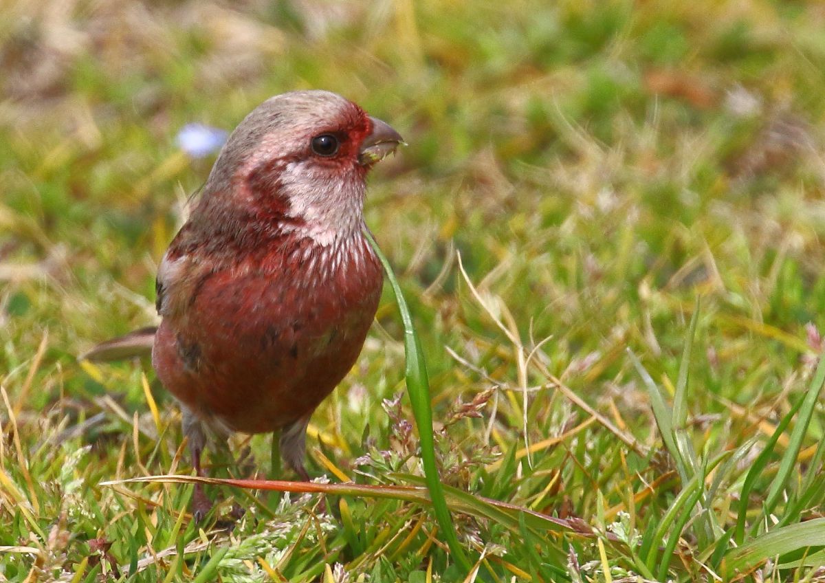 ベニマシコ | GANREF