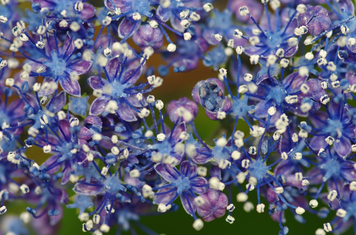 SMALL CoSMOS | GANREF