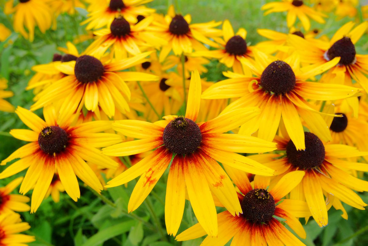 flor del sol | GANREF