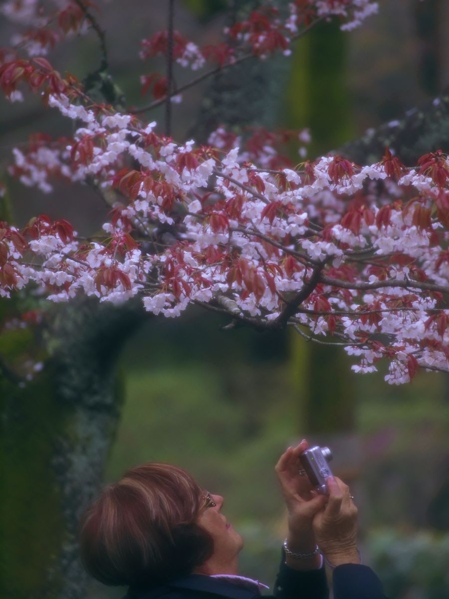 Do you like Sakura? | GANREF