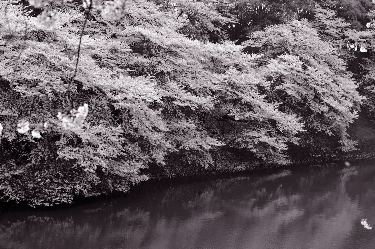 妖艶な水鏡 | GANREF